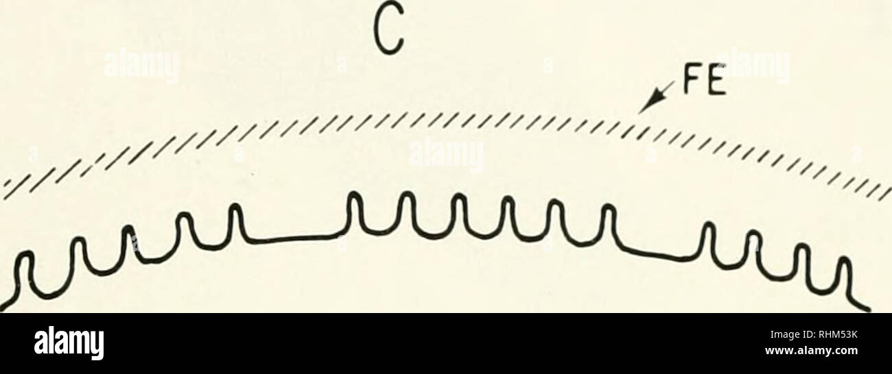 . Le bulletin biologique. Biologie ; zoologie ; biologie ; biologie ...