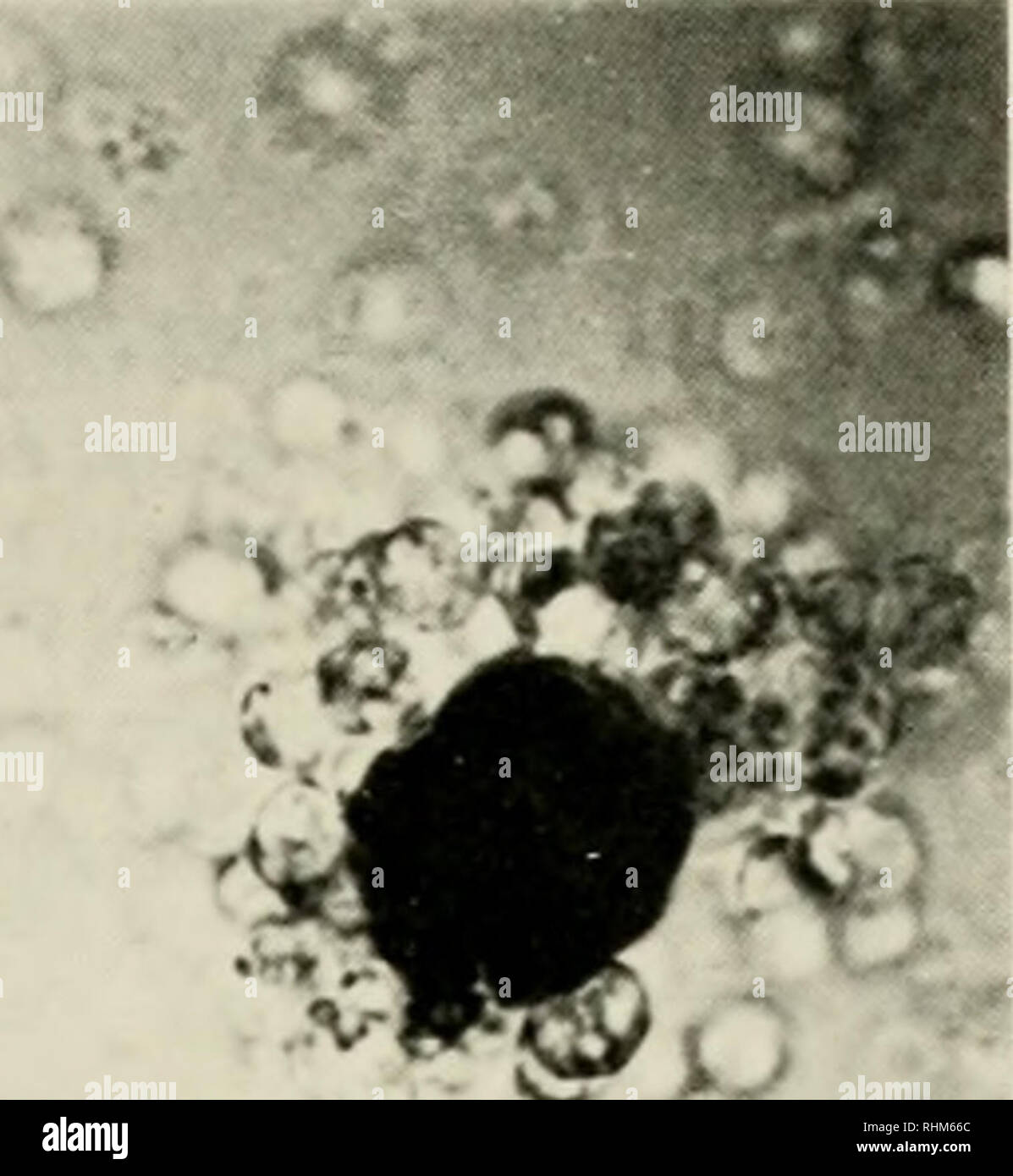 . Le bulletin biologique. Biologie ; zoologie ; biologie marine ...