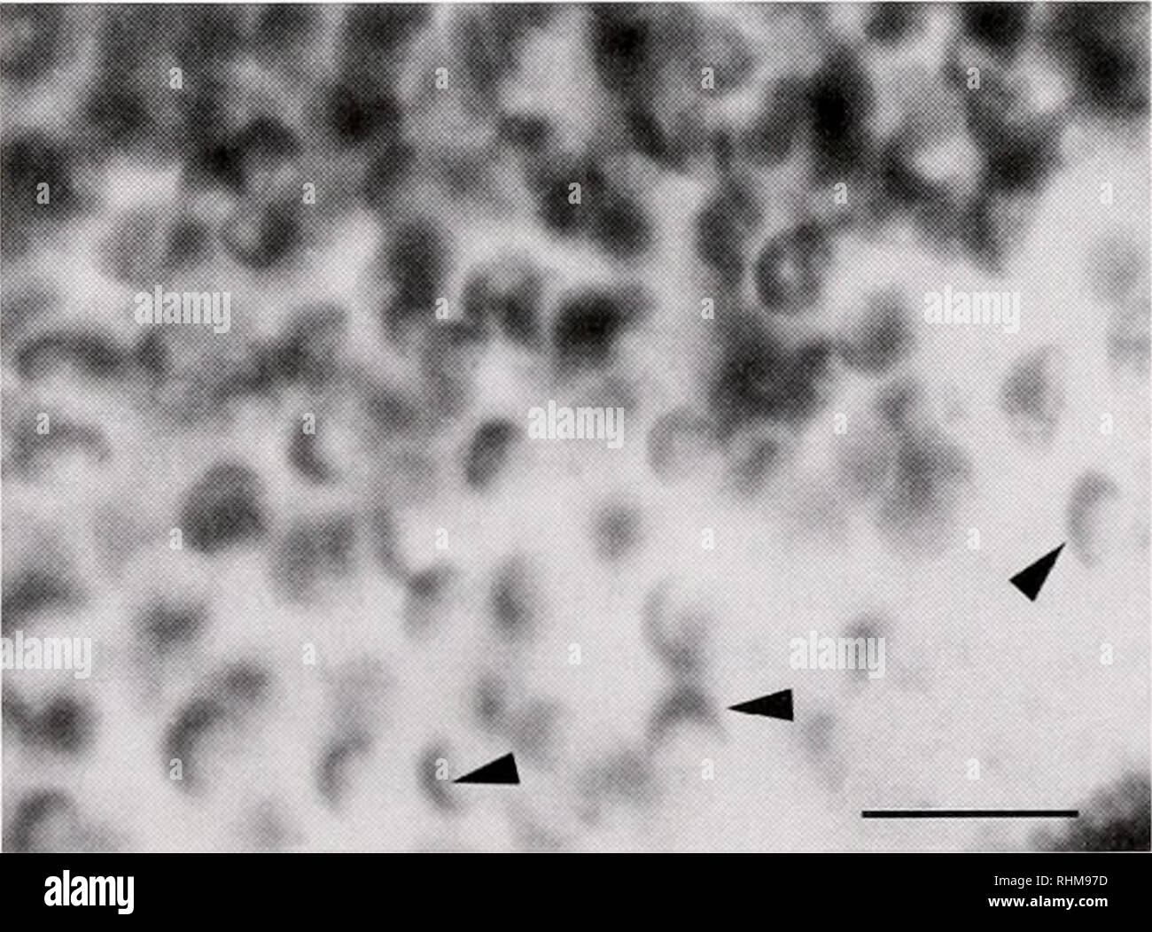 Eau de mer microscope Banque de photographies et d’images à haute ...