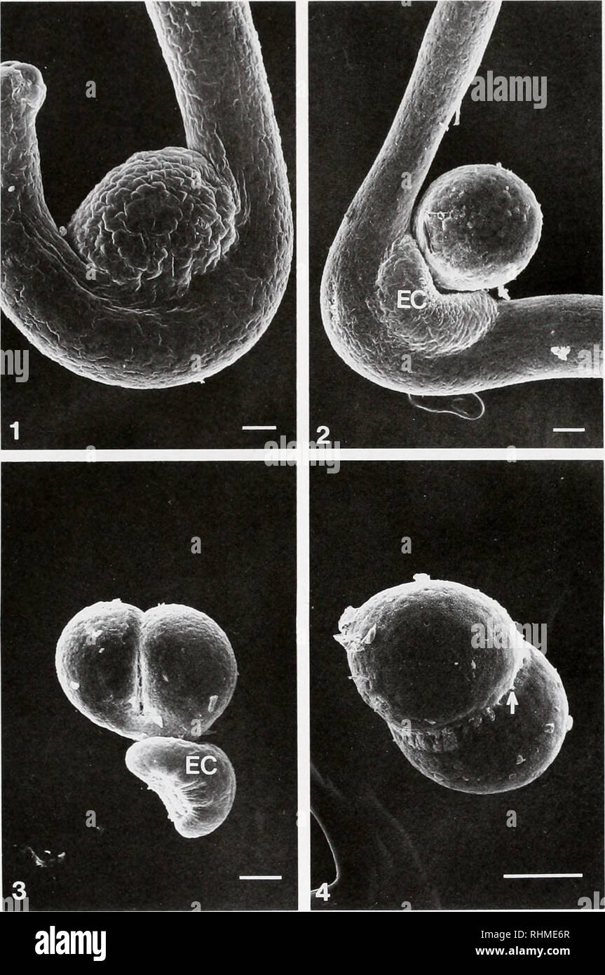 . Le bulletin biologique. Biologie ; zoologie ; biologie ; biologie ...