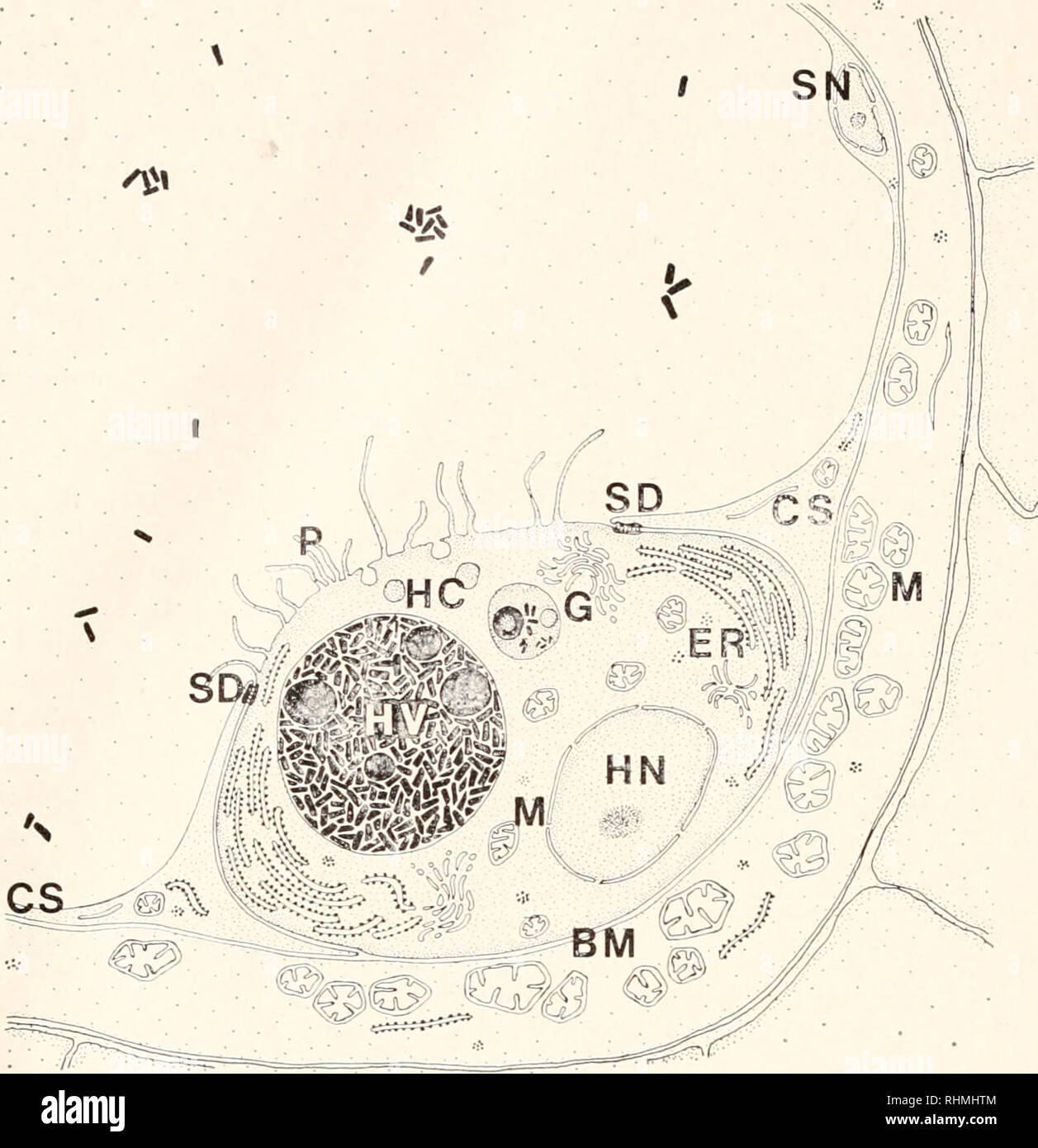 Réticulum endoplasmique rugueux Banque de photographies et d’images à ...
