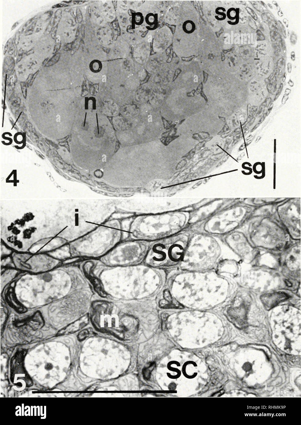 Ovocytes Primaires Banque d'image et photos - Alamy