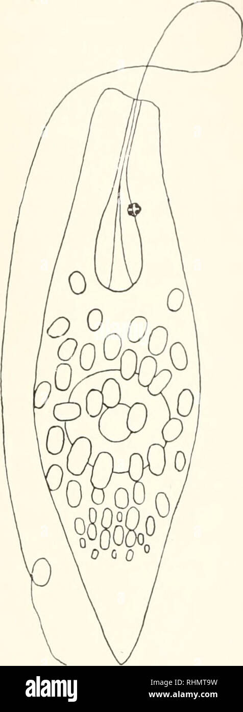 Flagelle cell drawing Banque de photographies et d’images à haute ...