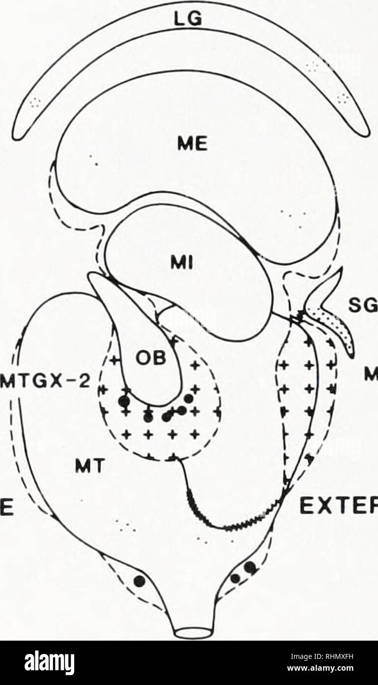 Axon terminals Banque de photographies et d’images à haute résolution ...