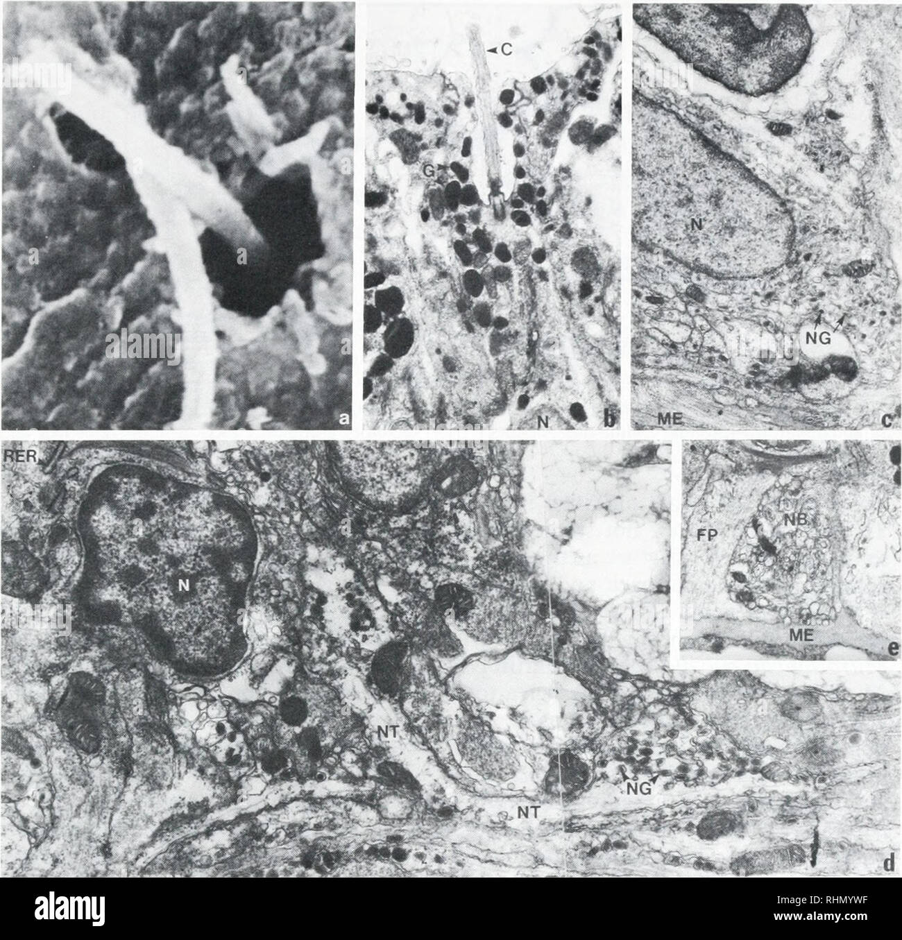 . Le bulletin biologique. Biologie ; zoologie ; biologie ; biologie ...