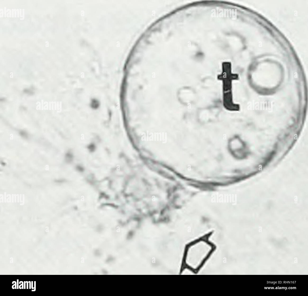 Eau de mer microscope Banque de photographies et d’images à haute ...