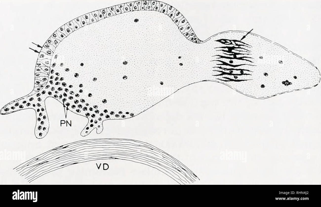 . Le bulletin biologique. Biologie ; zoologie ; biologie ; biologie ...