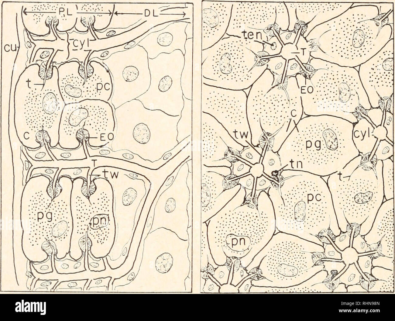 Microscopes c 1 Banque de photographies et d’images à haute résolution ...