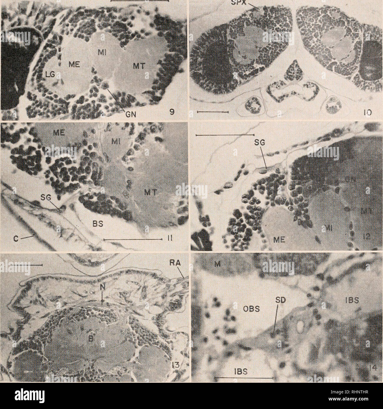 . Le bulletin biologique. Biologie ; zoologie ; biologie ; biologie ...