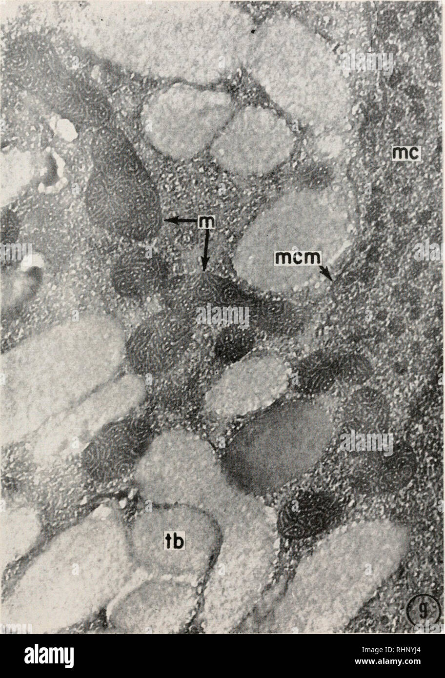 Structure Mitochondriale Banque De Photographies Et Dimages à Haute