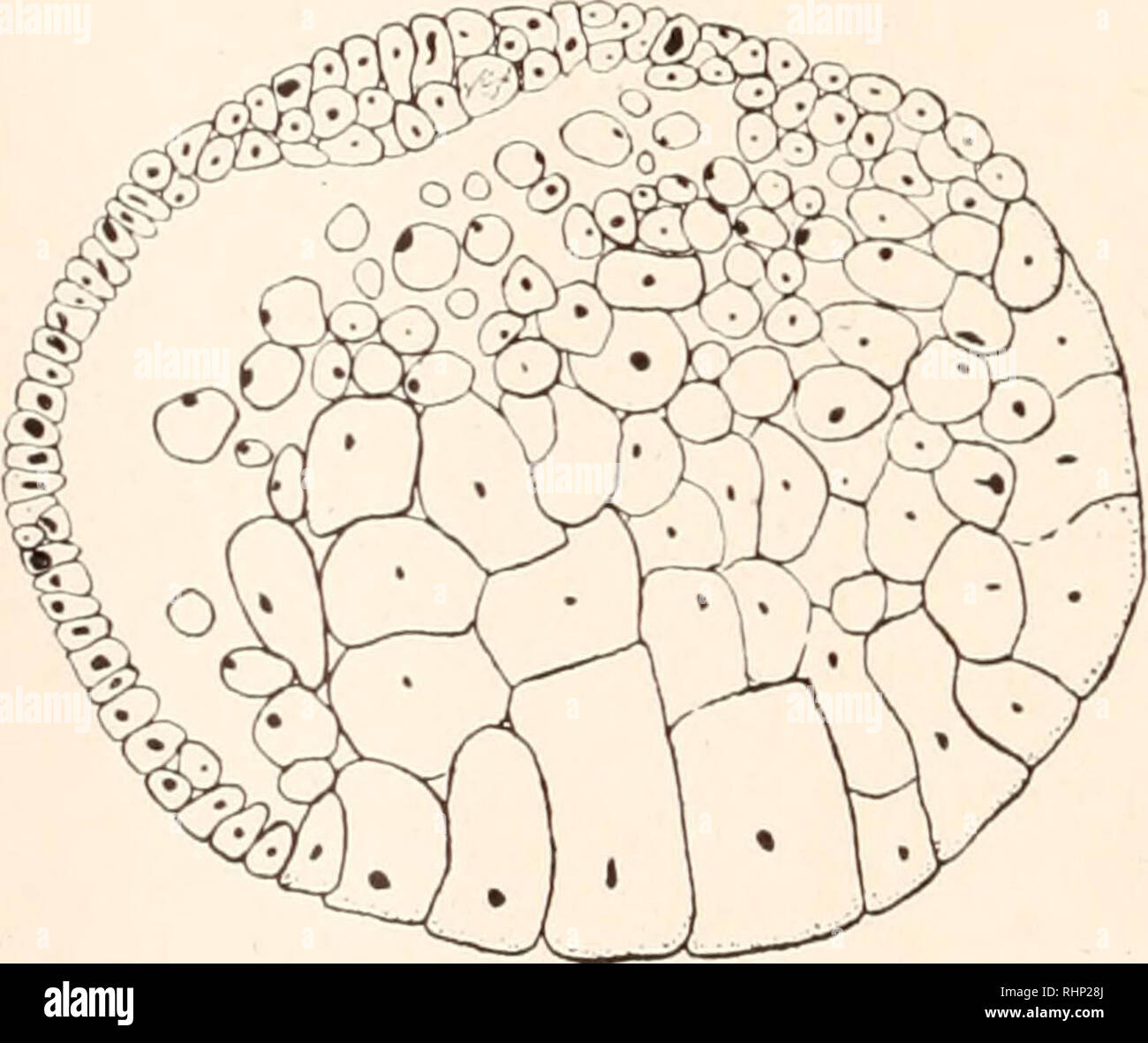 . Le bulletin biologique. Biologie ; zoologie ; biologie ; biologie ...