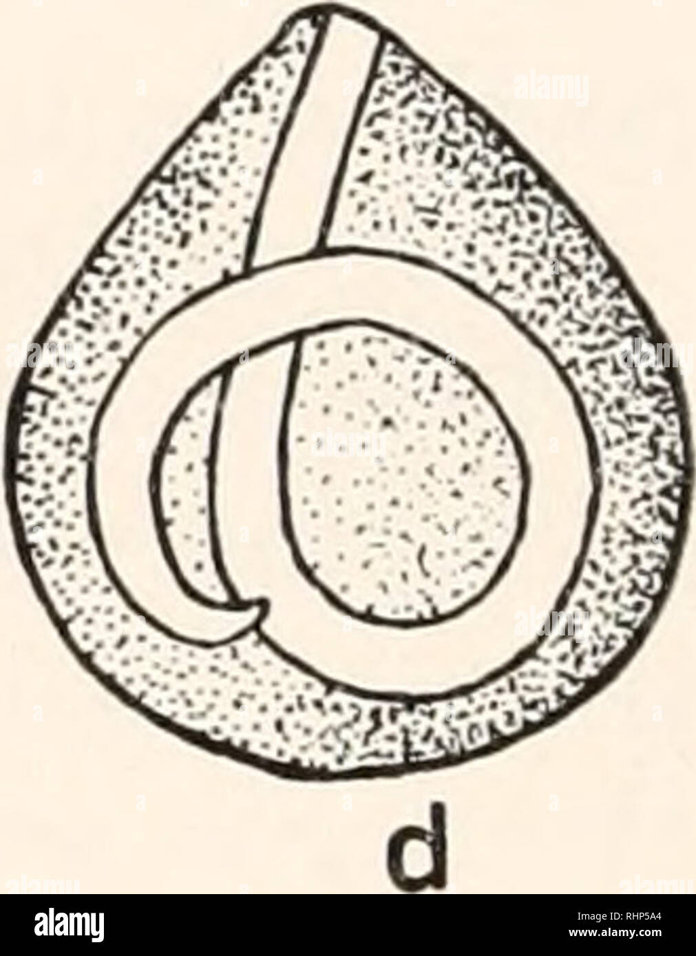 Green hydra hydra viridis Banque de photographies et d’images à haute ...