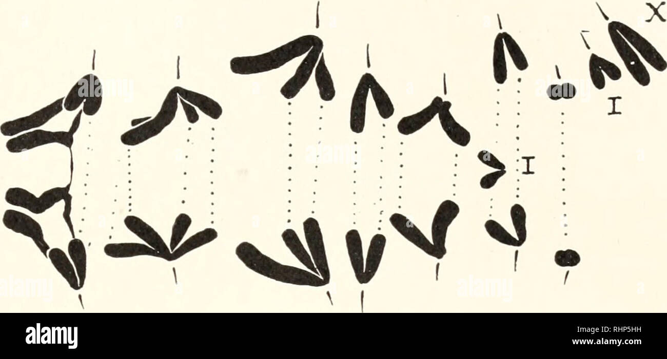 Condensation des chromosomes Banque de photographies et d’images à ...