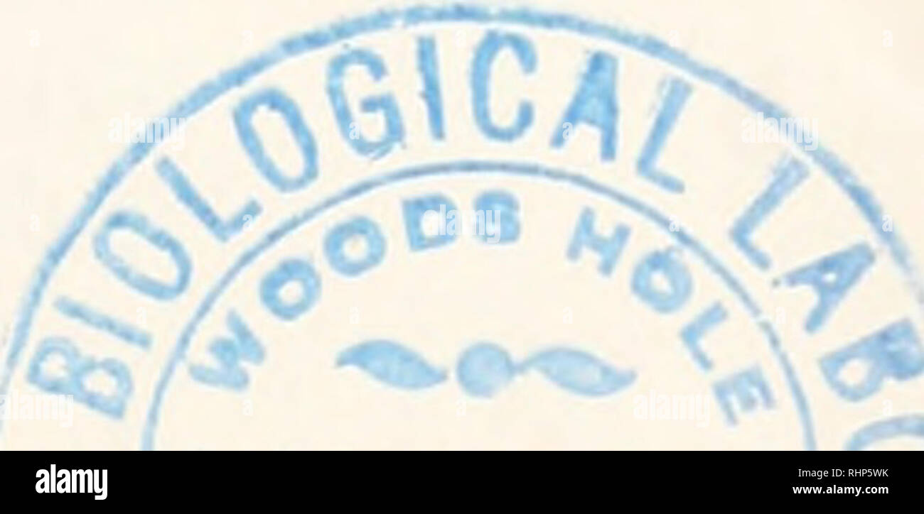 Cerebratulus lacteus Banque de photographies et d’images à haute ...