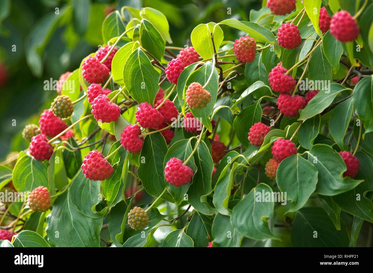 Cornus kousa china girl Banque de photographies et d’images à haute ...