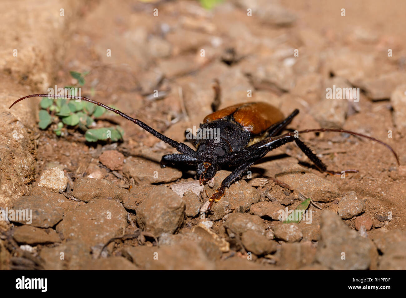 Gros bug longicorne asiatique, Hoplideres aquilus, le Parc National ...