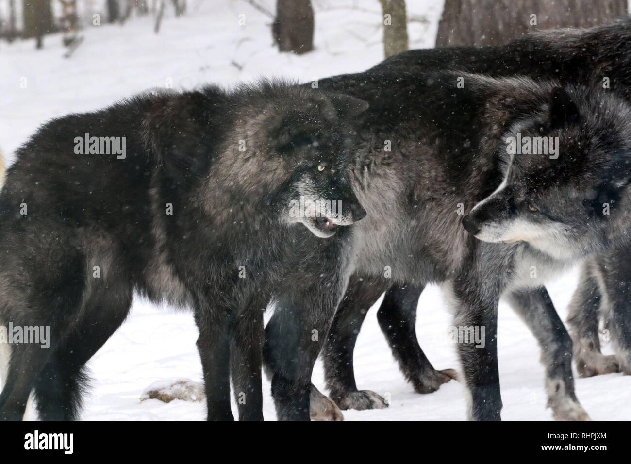 Membres de la meute interagissant Banque de photographies et d’images à ...