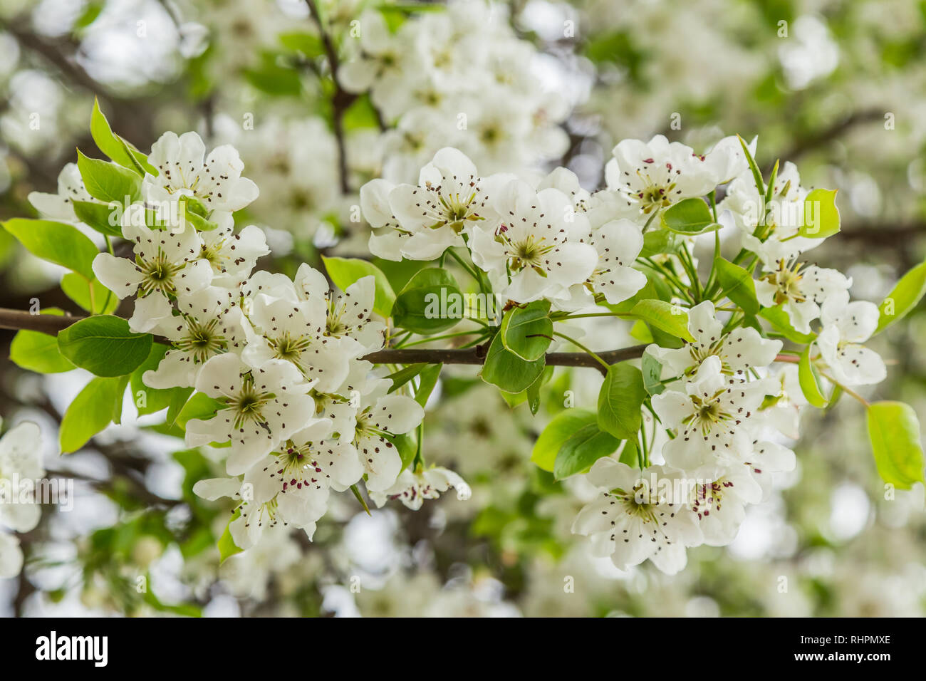 Poirier En Fleurs Banque d'image et photos - Alamy