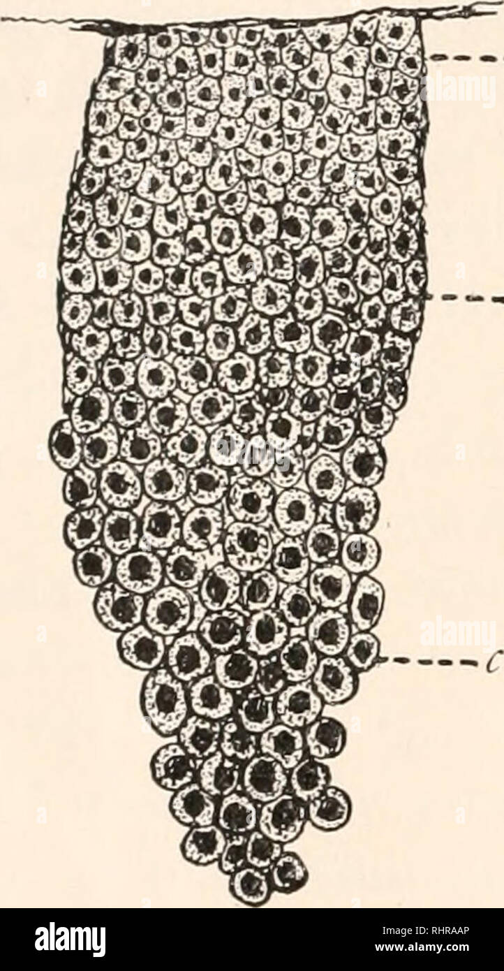 . Le bulletin biologique. Biologie ; zoologie ; biologie ; biologie ...