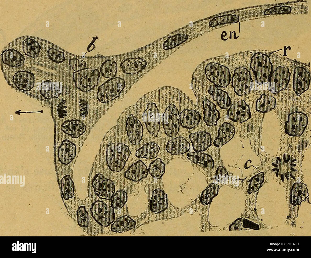 . Bibliographie anatomique. ; Anatomie Anatomie Humaine, histologie ...