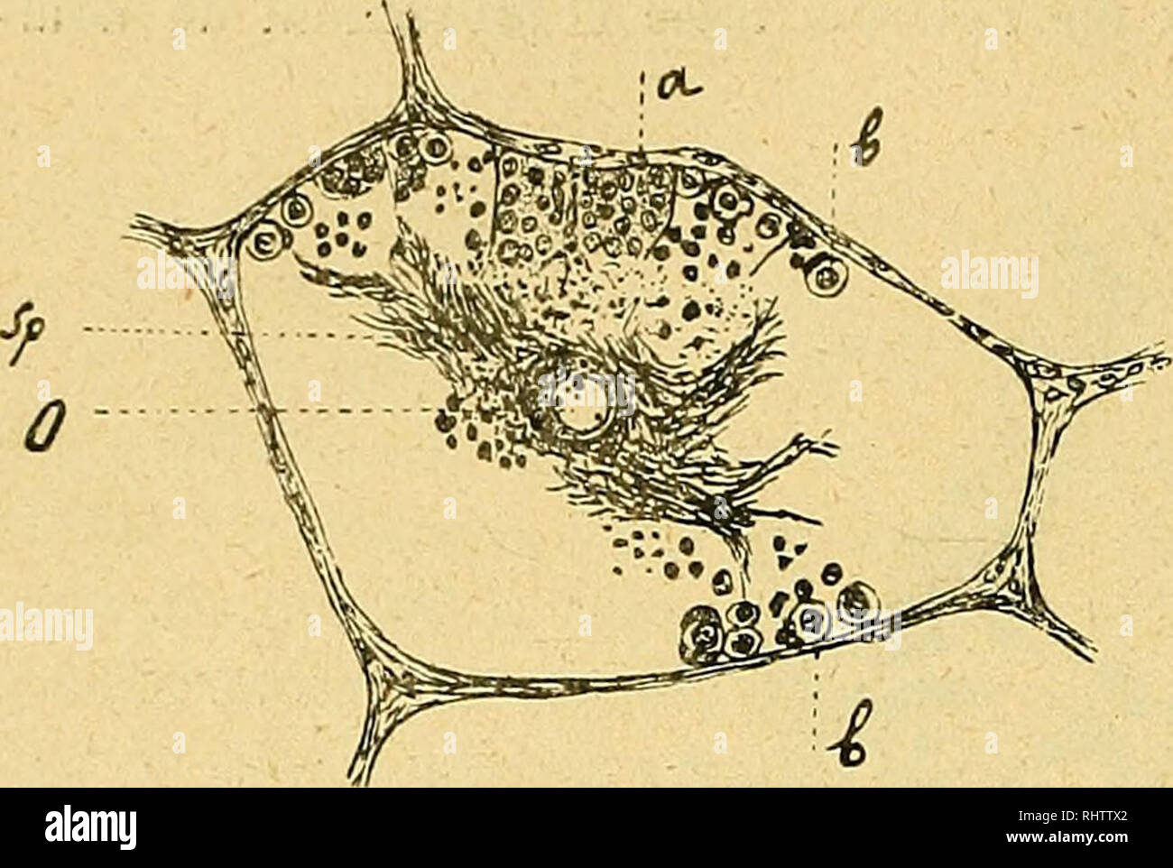 Testicule histology Banque de photographies et d’images à haute ...