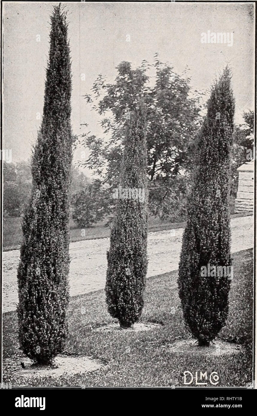 Irish juniper juniperus communis hibernica Banque de photographies et d ...