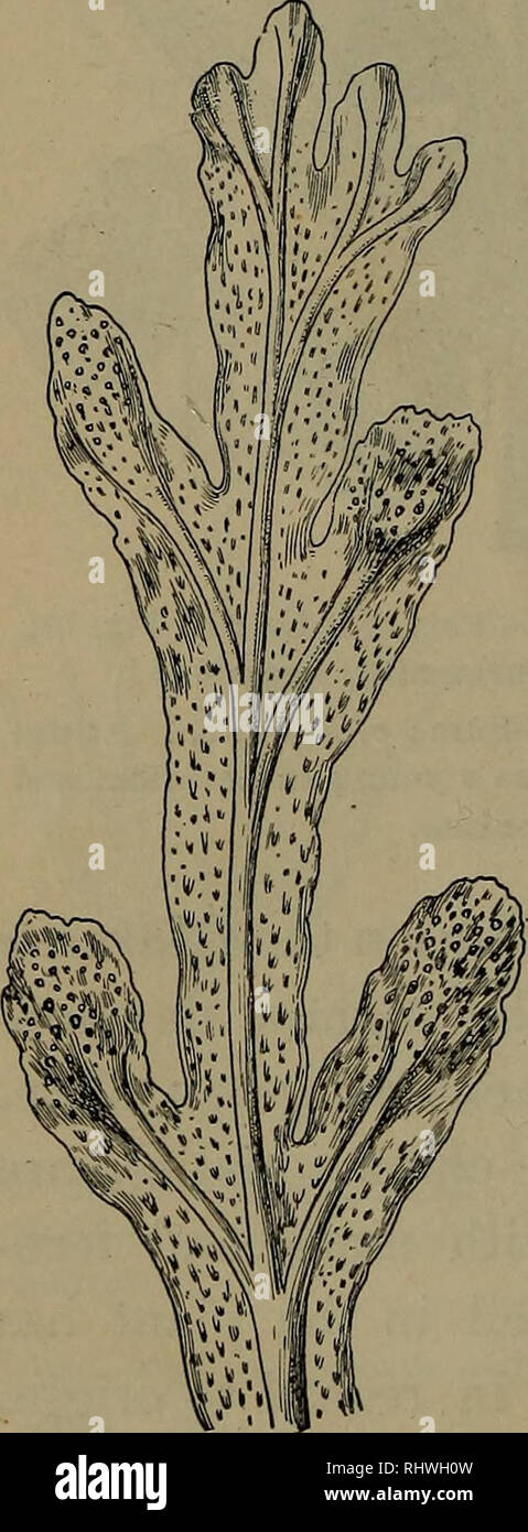 Elongation chez les cellules vegetaux Banque de photographies et d ...