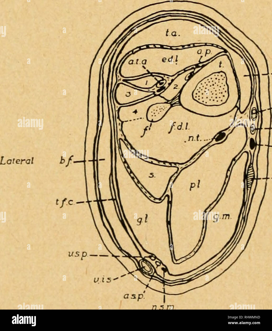 . Bensley l'anatomie de la pratique du lapin : un laboratoire primaire ...
