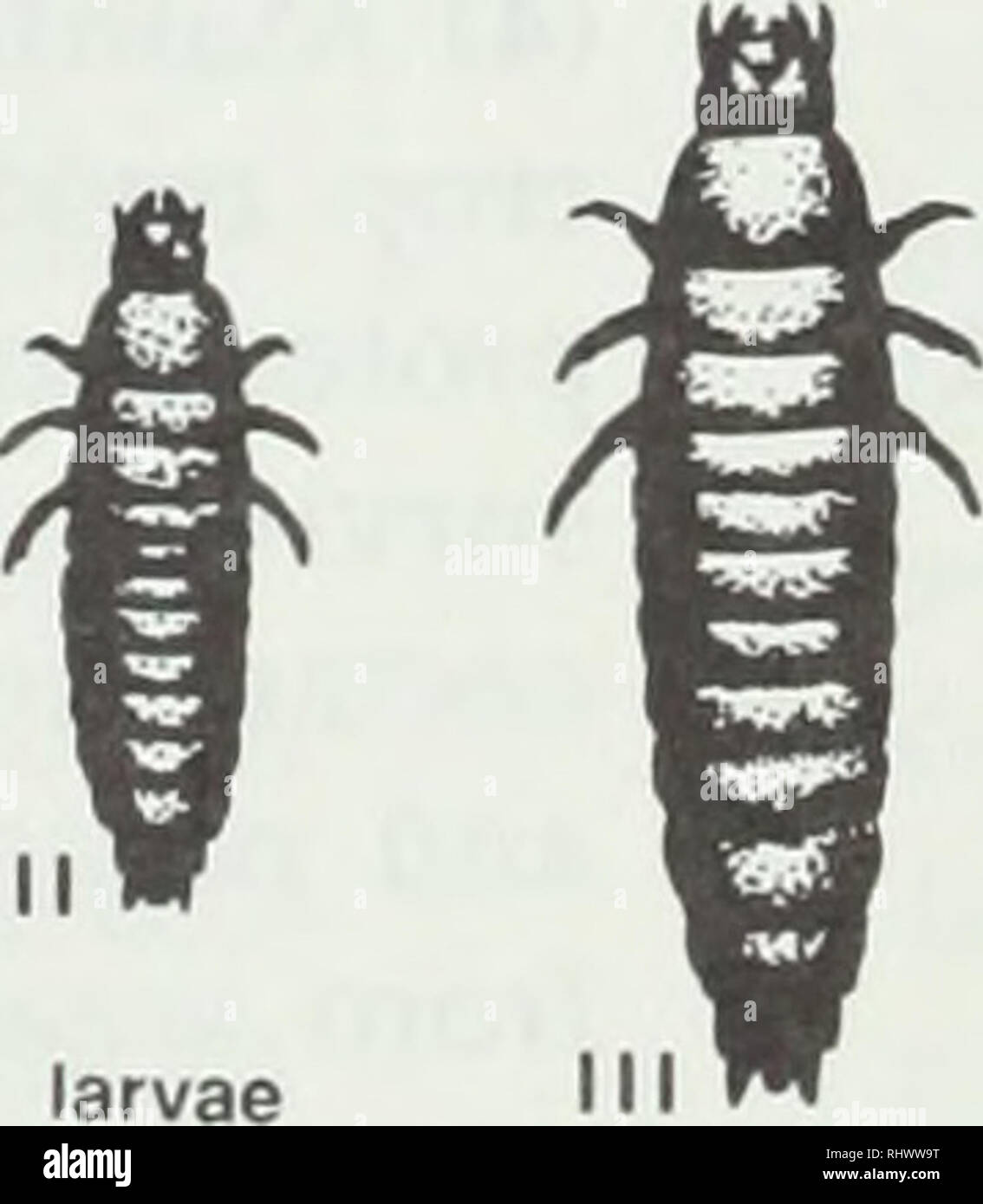 . Insectes et acariens. Les acariens parasites, insectes. Comprendre la ...