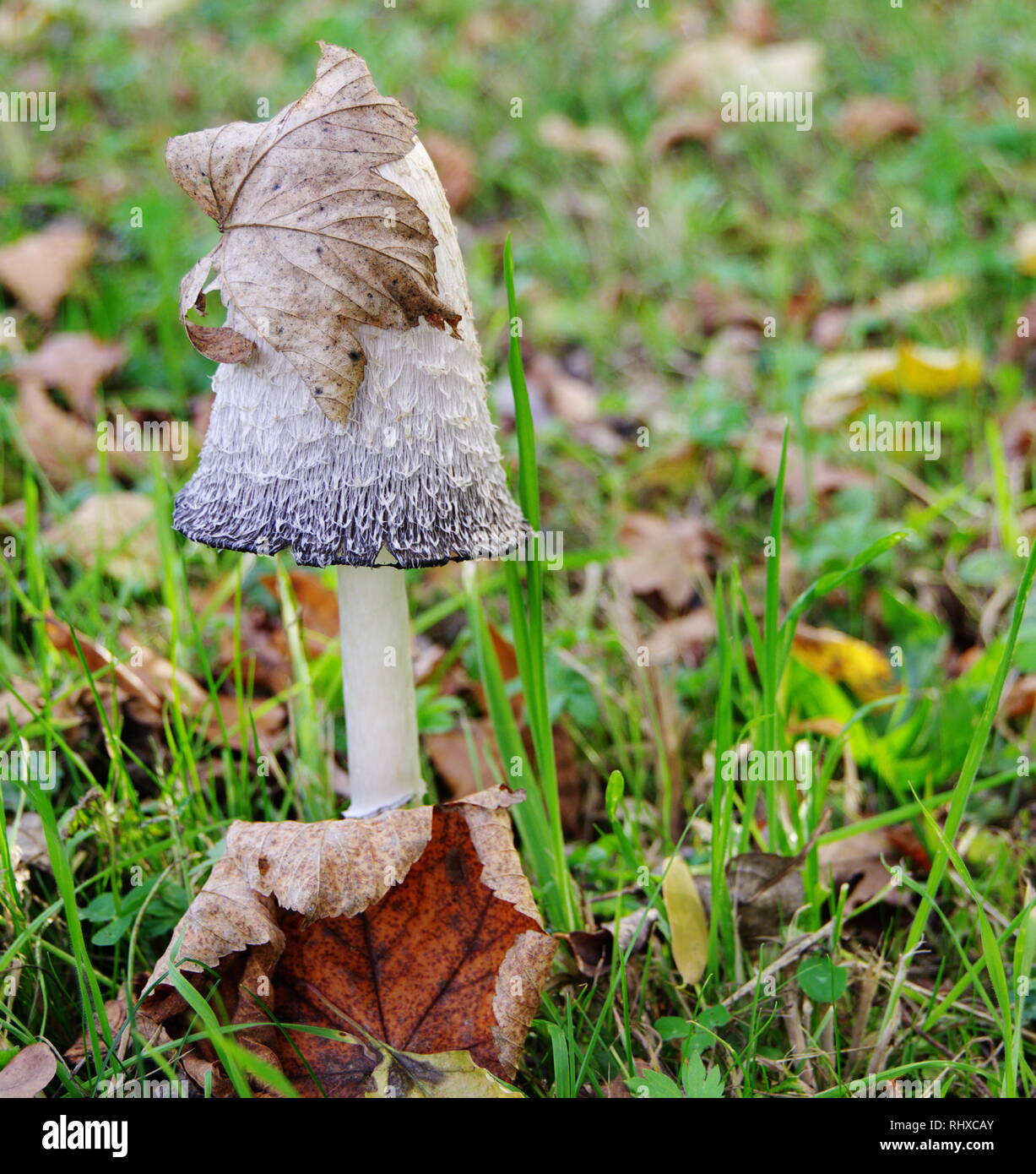 Champignon des prés Banque de photographies et d’images à haute ...