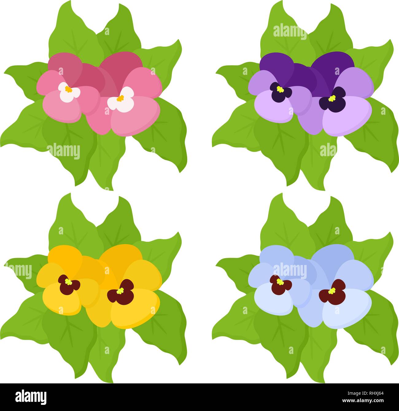 Illustration botanique de viole tricolore Banque de photographies et d ...