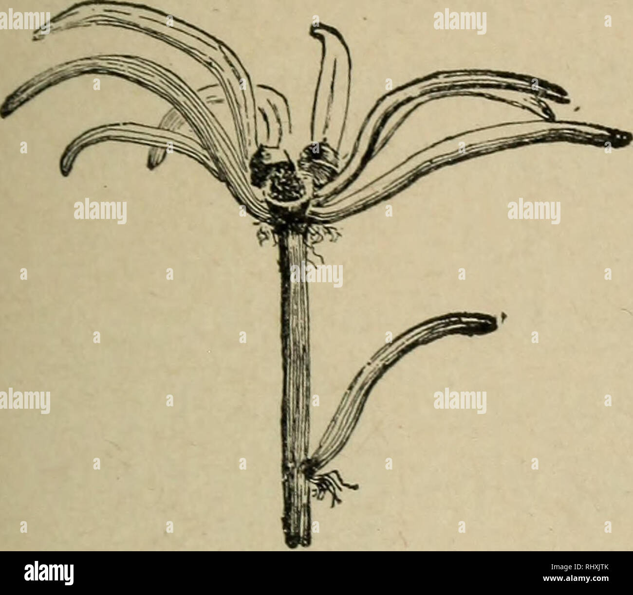 . Beginners' botanique. La botanique. 167 Fruits ferae, est connue ...