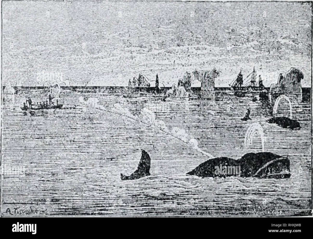 . Zoologie les débutants. Zoologie. 208 débutants' ZOOLOGIE Baleines ...