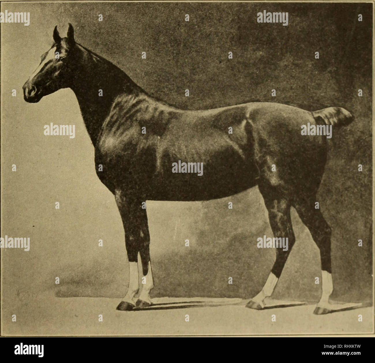 Races de chevaux populaires Banque de photographies et d’images à haute ...