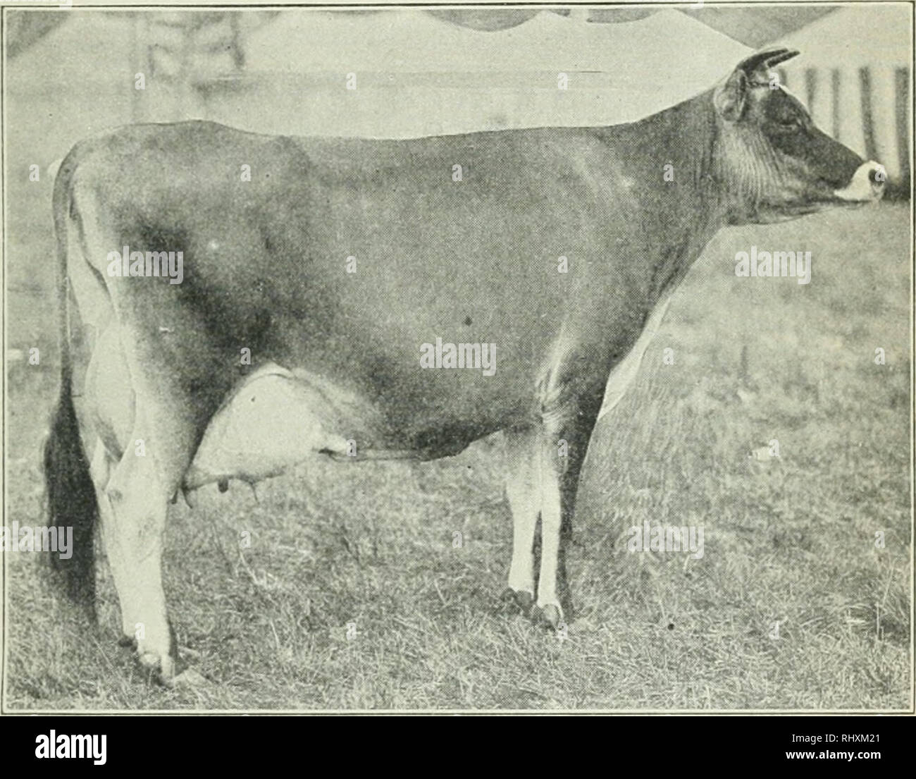 Glande mammaire vache Banque de photographies et d’images à haute ...