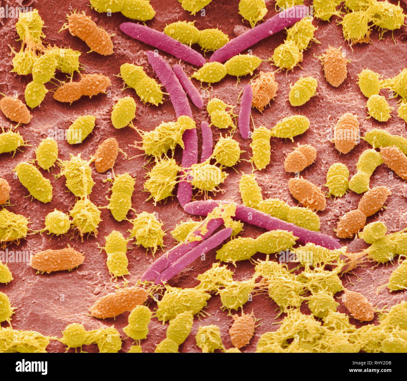 Les coques bacteries Banque d'image et photos - Alamy