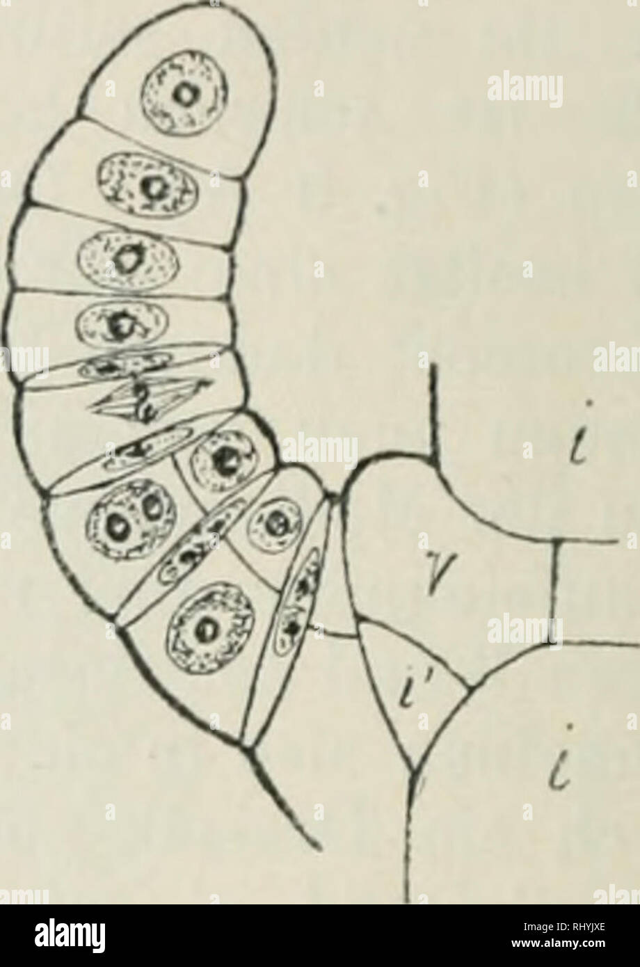 . Beihefte zum botanischen Centralblatt. Les plantes. Fig. 4. Dans ...