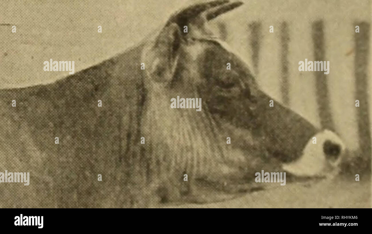 Glande mammaire vache Banque de photographies et d’images à haute ...