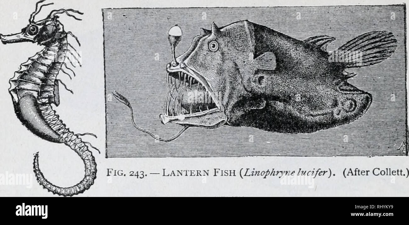 Coleman lantern Banque de photographies et d’images à haute résolution ...