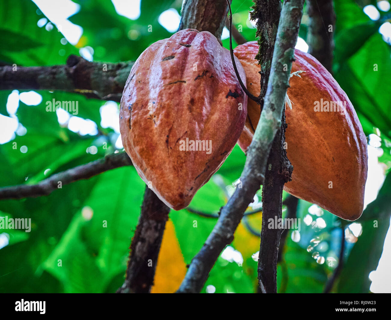 Sur les fèves de cacao theobroma tree plantation du Costa Rica ...