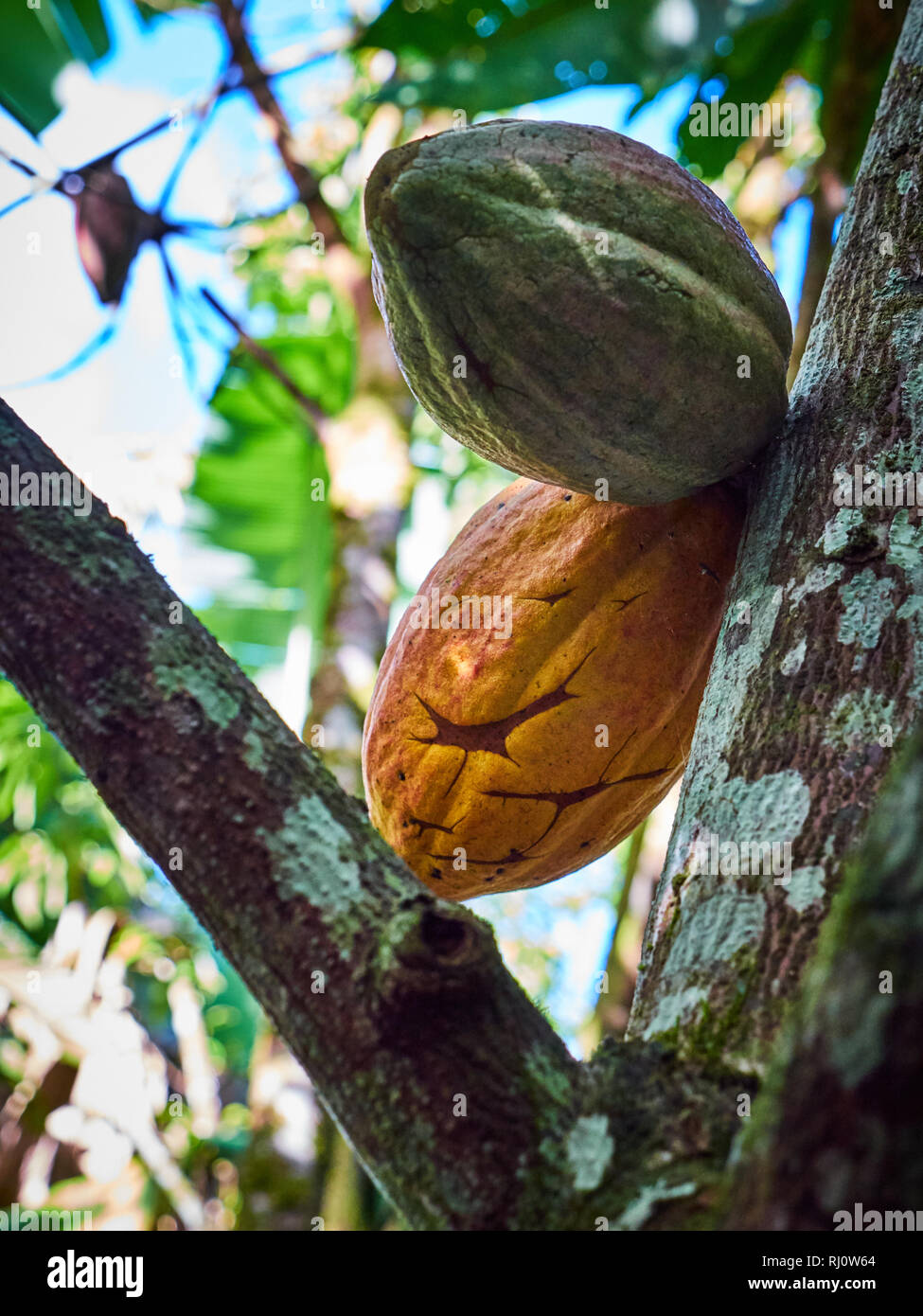 árboles de cacao theobroma cacao Banque de photographies et d’images à ...