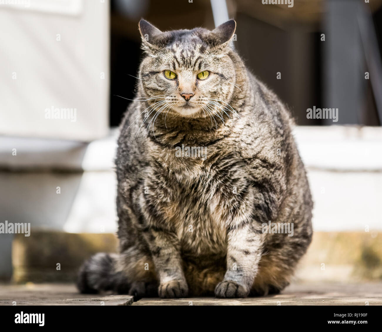 The fat cat Banque de photographies et d’images à haute résolution - Alamy