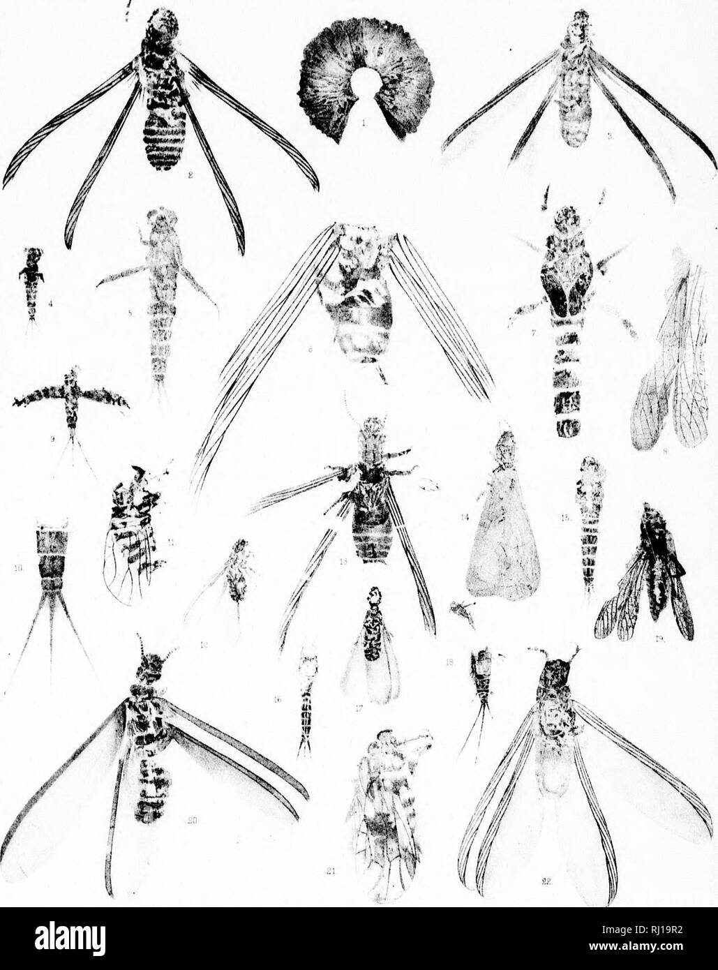 . Les insectes de l'enseignement supérieur en Amérique du Nord ...