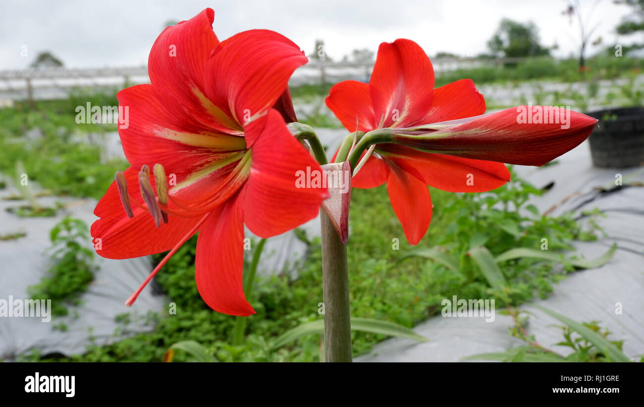 Fleur marron Banque de photographies et d’images à haute résolution - Alamy