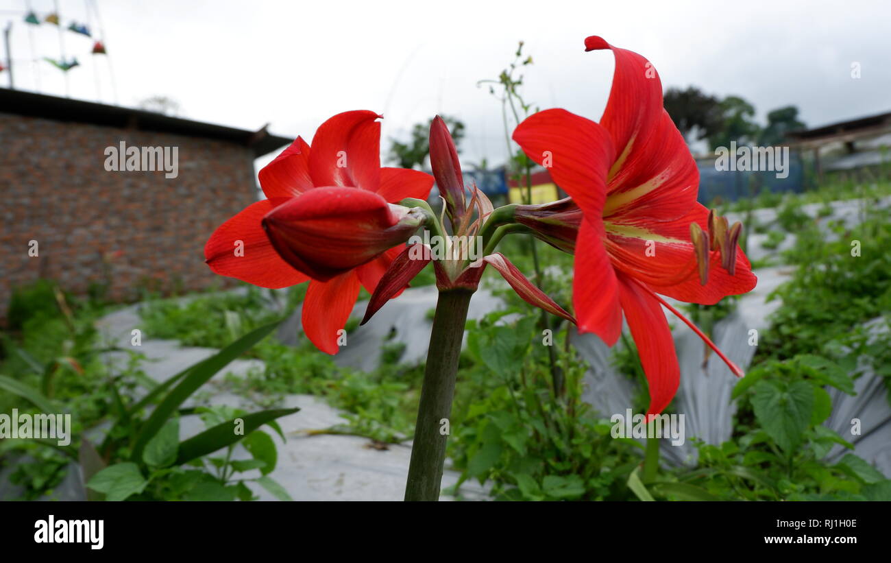 Fleur marron Banque de photographies et d’images à haute résolution - Alamy
