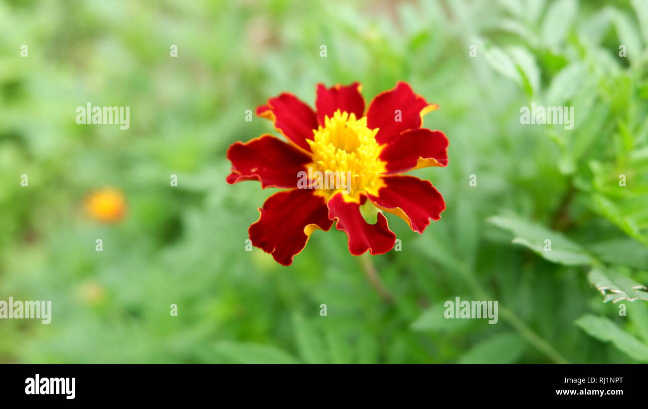 Fleur marron Banque de photographies et d’images à haute résolution - Alamy