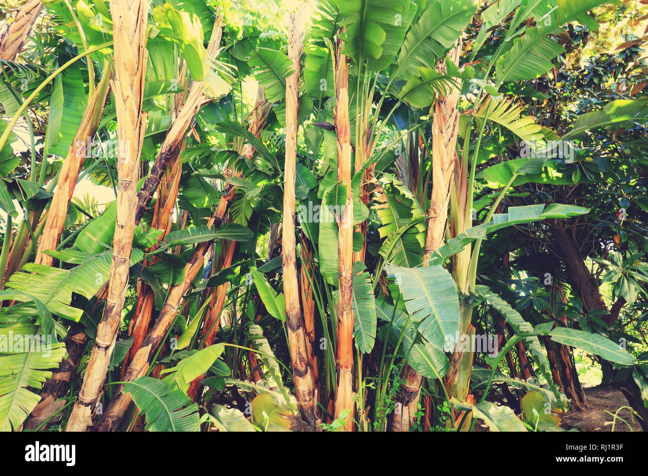 Forêt verte tropicale Banque de photographies et d’images à haute ...