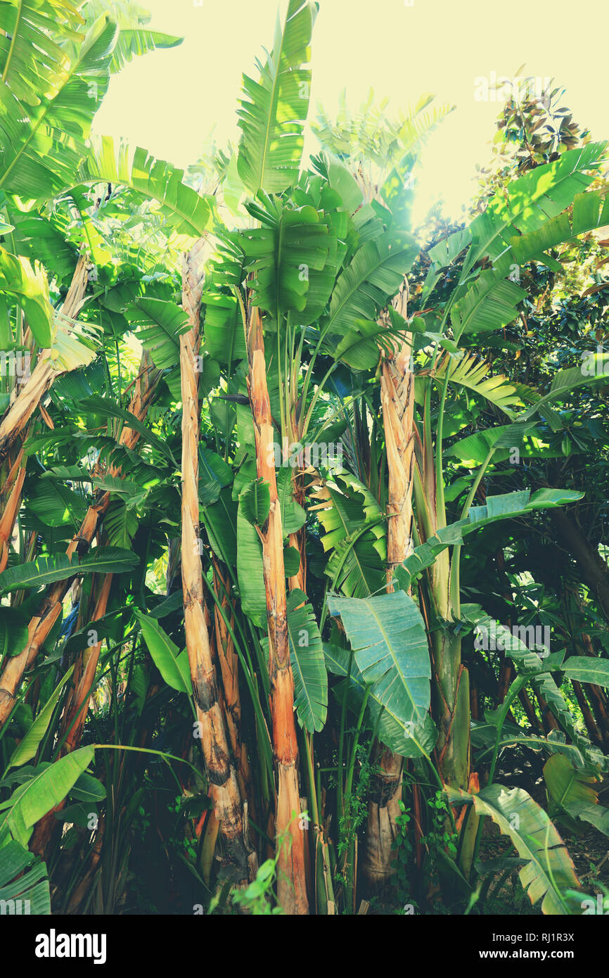 Forêt verte tropicale Banque de photographies et d’images à haute ...