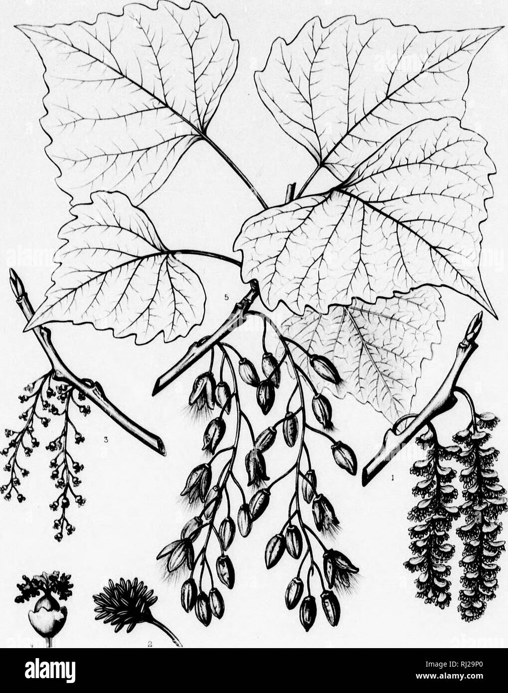 Populus wislizeni Banque de photographies et d’images à haute ...