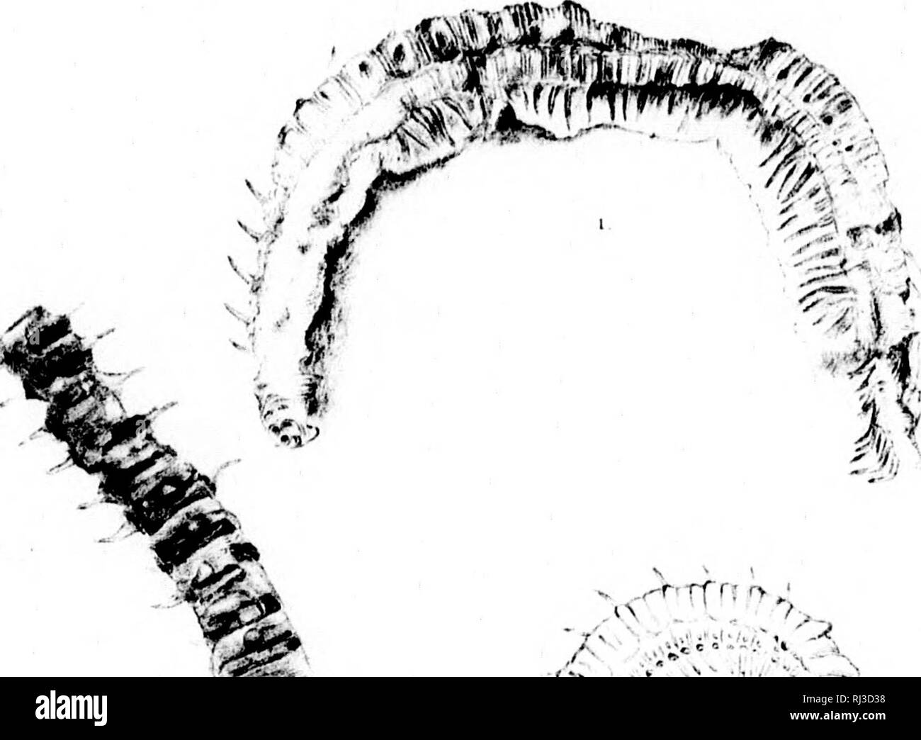 . Les insectes fossiles d'Amérique du Nord, avec des notes sur quelques ...
